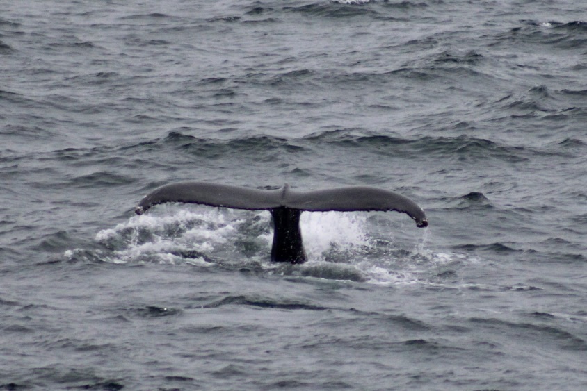 Monday, 14 April 2025 | Elding Adventure at Sea